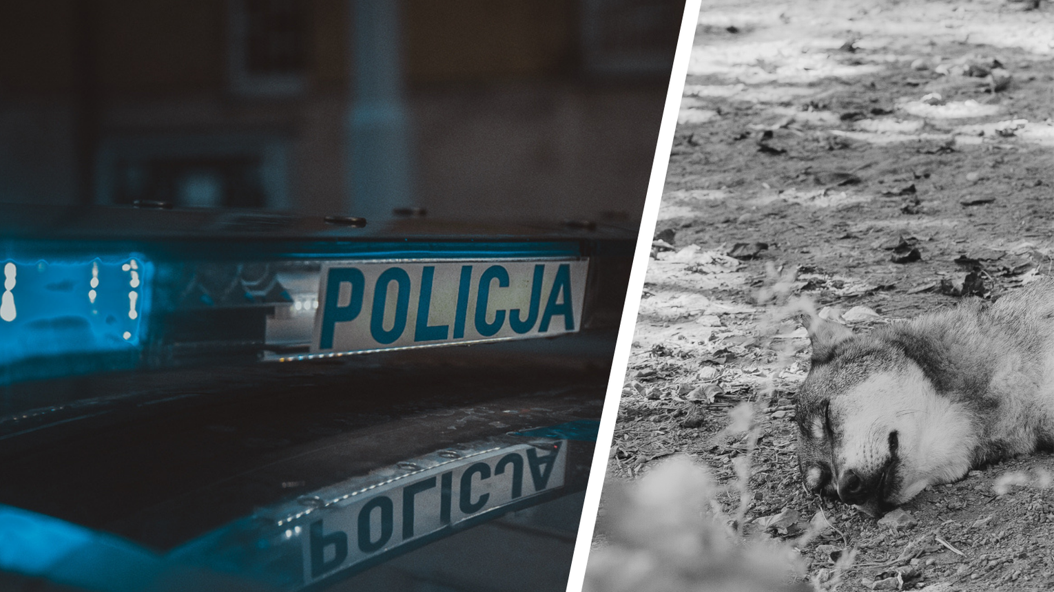 Martwy wilk znaleziony na prywatnej posesji w Tylawie. Policja wyjaśnia ...