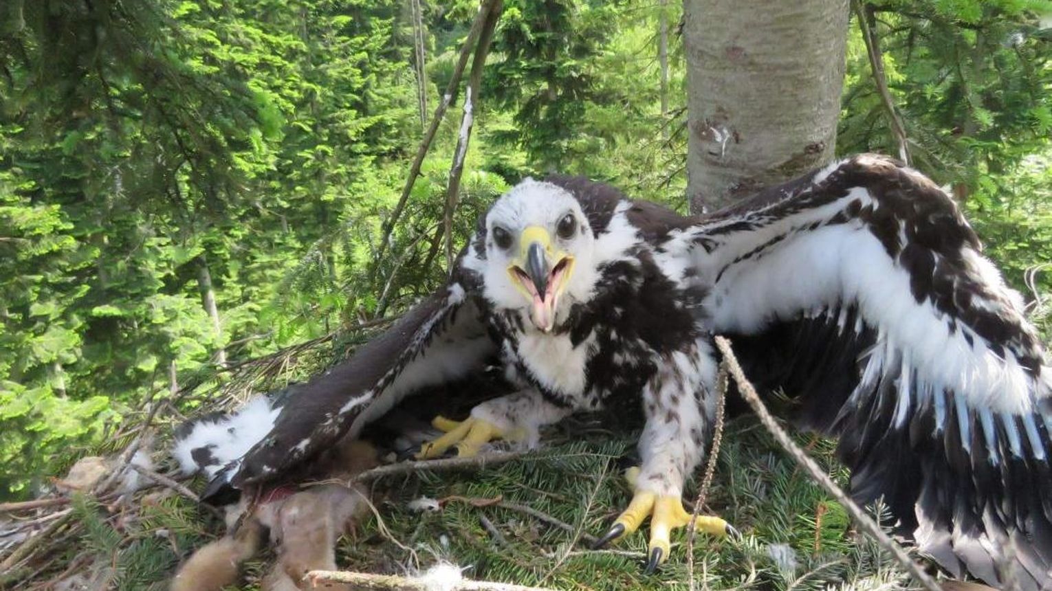 Ornitolog odbudował w Bieszczadach orle gniazdo zniszczone przez ...