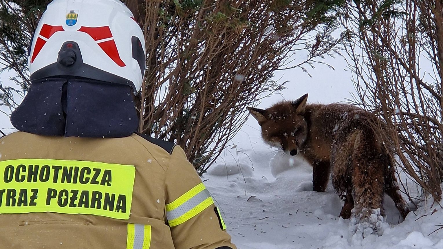 Strażacy z Iwonicza uratowali wychłodzonego lisa z rzeki