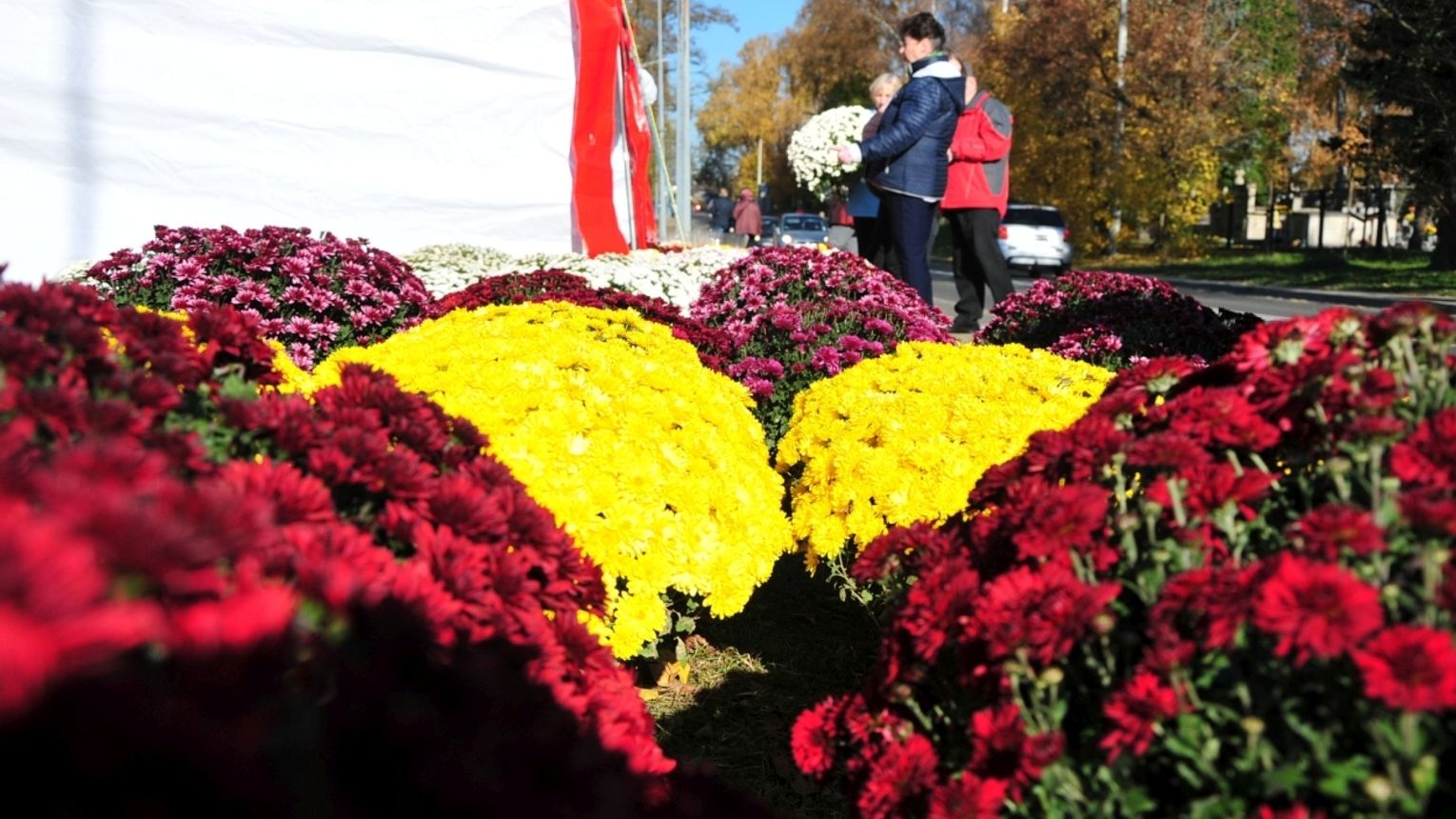W tym roku jest mniej chryzantem. Ceny nie poszybowały jednak w górę